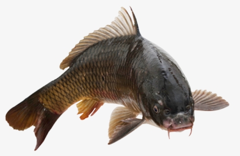 Download Catfish - Fish With No Background - ClipartKey