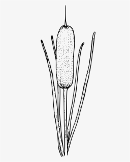 Common Cattail - Cat Tail Coloring Page , Free Transparent Clipart ...