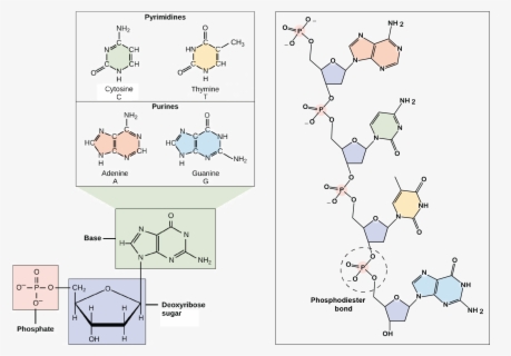 Transparent Dna Clipart - Nucleotide Nucleoside Nitrogenous Base , Free ...