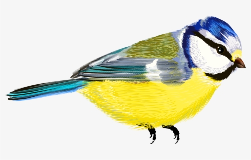 Transparent Chickadee Png - Chickadee Png , Free Transparent Clipart ...