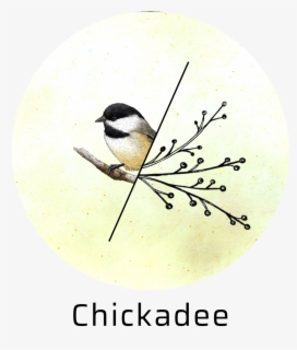 Transparent Chickadee Png - Flying Black Capped Chickadee , Free ...