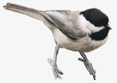 Transparent Chickadee Png - Flying Black Capped Chickadee , Free ...