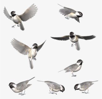 Transparent Chickadee Png - Flying Black Capped Chickadee , Free ...