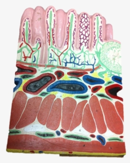 Small Intestine Model - Small Intestine Model Labeled , Free ...