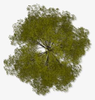 Transparent Site Plan Tree Png - Architecture Tree Plan Png , Free ...