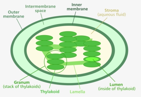 Chloroplasts Diagram - Dna In Chloroplast , Free Transparent Clipart ...