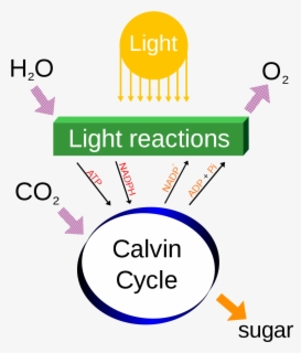 Photosynthesis And Cellular Respiration Png , Free Transparent Clipart ...