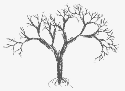 Twig Drawing Tree , Free Transparent Clipart - ClipartKey