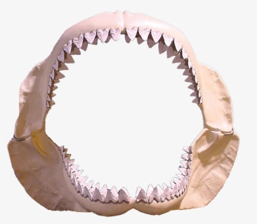 Transparent Jaws Logo Png , Free Transparent Clipart - ClipartKey