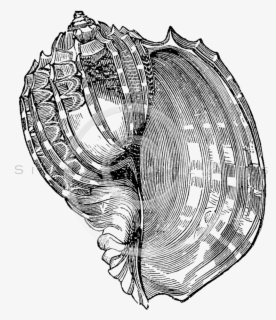 Drawing Shells Sketch - Antique Shell , Free Transparent Clipart ...