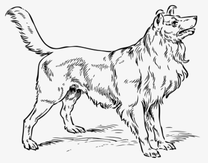 Lps Collie Coloring Pages , Free Transparent Clipart - ClipartKey