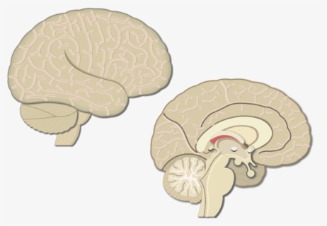 Brain Clipart Front - Primary Visual Cortex Areas , Free Transparent ...