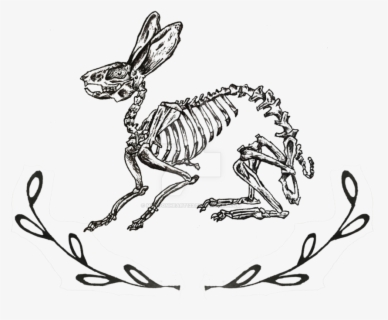 Rabbits Drawing Skeleton - Rabbit Skeleton , Free Transparent Clipart ...