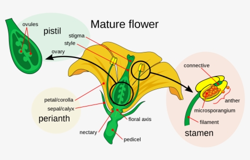 Diagram Of Flower With Labelling , Free Transparent Clipart - ClipartKey