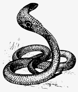 Giant Snake Skeleton Commission - Snake Skeleton Line Drawings , Free ...