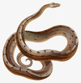 Elapidae,reptile,garter Snake - Snakes , Free Transparent Clipart ...