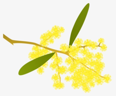 Golden Wattle Australian National Flower , Free Transparent Clipart ...