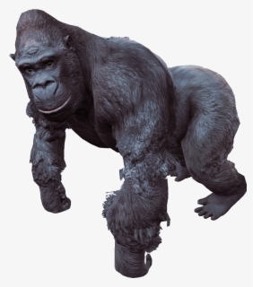 Download Gorilla Png Transparent Images Transparent - Transparent ...