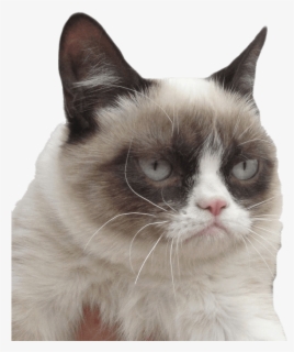 Grumpy Cat Meh Meme , Free Transparent Clipart - ClipartKey