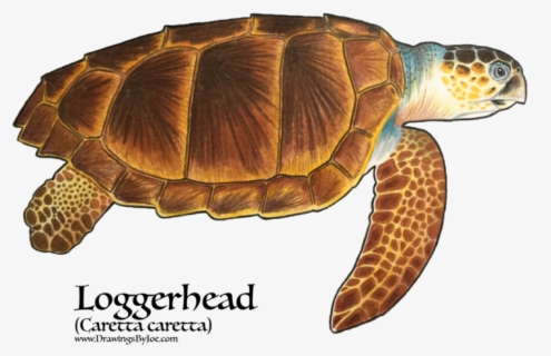 Amphibians Drawing Sea Turtle - Tortugas Marinas Del Mundo , Free ...