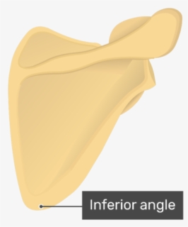 Clip Art Bone Posterior Anatomy With - Inferior Scapular Angle ...