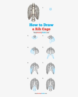How To Draw Rib Cage - Draw A Rib Cage , Free Transparent Clipart ...