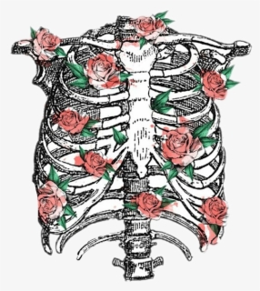 #ribcage #ribcagegarden #drawn #ink #flowers #roses - Rib Cage ...