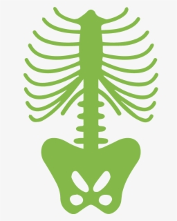 Rib Cage Human Body Human Skeleton - Skeleton Ribs Png , Free ...