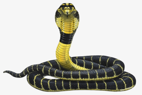 Snake Scale King Cobra - Pixel Art Snake , Free Transparent Clipart ...