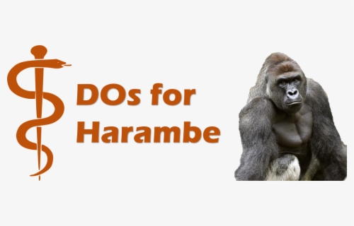 Transparent Harambe Png - Portable Network Graphics , Free Transparent ...