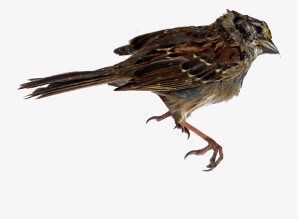 Dead Bird Silhouette , Free Transparent Clipart - ClipartKey