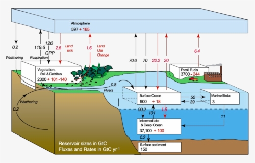 Global Carbon Cycle Ipcc , Free Transparent Clipart - ClipartKey