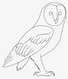 Barn Owl Line Drawing , Free Transparent Clipart - ClipartKey