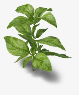 Free Basil Clip Art with No Background - ClipartKey