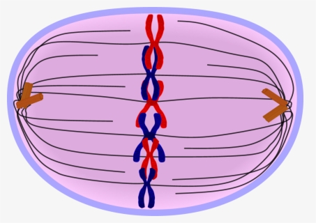 Metaphase Cell , Free Transparent Clipart - ClipartKey