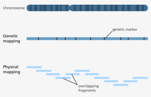 Different Types Of Gene Mapping , Free Transparent Clipart - ClipartKey