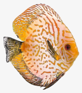 Clip Art Pigeonblood Discus - Discus Fish Transparent Background , Free ...