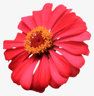 Free Single Flower Clip Art with No Background - ClipartKey