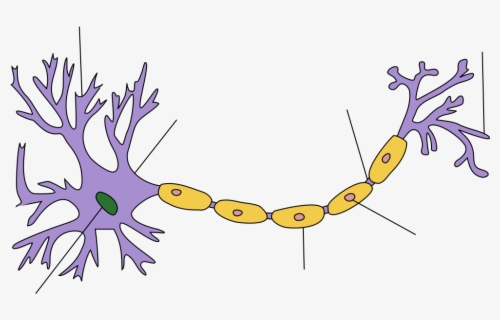 File Neuron Or Cell - Diagram Of Nerve Tissue , Free Transparent ...