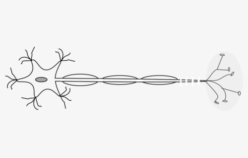 Free Neuron Clip Art with No Background - ClipartKey