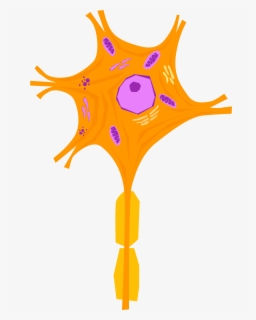 Hd Neurons Png - Neuron Png , Free Transparent Clipart - ClipartKey