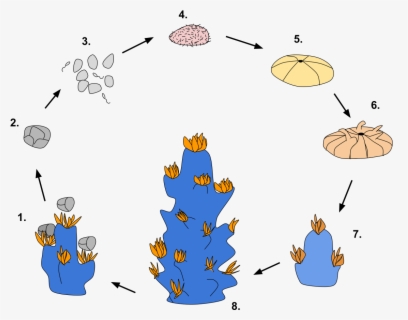 Coral Life Cycle , Free Transparent Clipart - ClipartKey