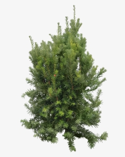 Free Evergreen Tree Clip Art with No Background - ClipartKey