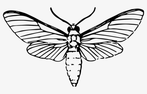 Drawn Moth Line Drawing - Moth Drawing , Free Transparent Clipart ...