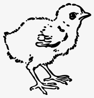 Chicks Clipart Black And White , Free Transparent Clipart - ClipartKey