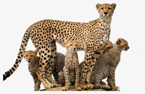 Transparent Cheetah Png - Animal Figure , Free Transparent Clipart ...