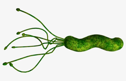 Bacteria Png Pic - Helicobacter Pylori Transparent Background , Free ...