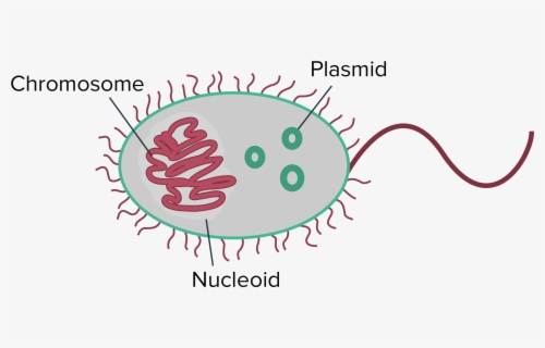 Transparent Prokaryote Png Download - Prokaryotic Cell Diagram ...