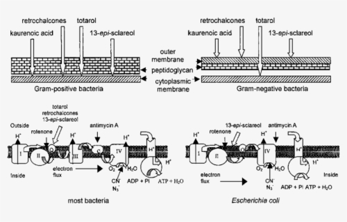 Bacterial Cell Without Labels , Free Transparent Clipart - ClipartKey