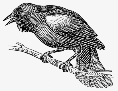 Prose Clipart - - Escola Minus , Free Transparent Clipart - ClipartKey